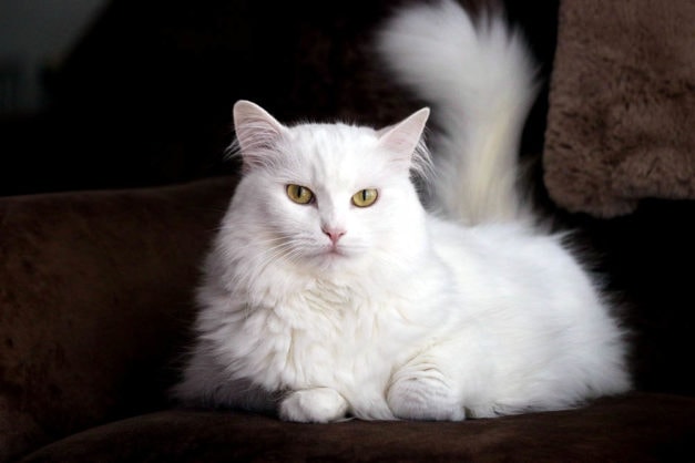 100+ White Cat Names: For Crisp & Clean Cut Cats | Hepper Pet Resources
