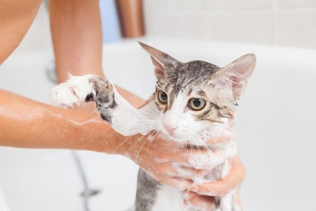 12 Expert Cat Grooming Tips: A Beginner’s Guide | Hepper Pet Resources
