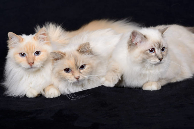 9 Birman Cat Colors (With Info & Pictures) | Hepper Pet Resources