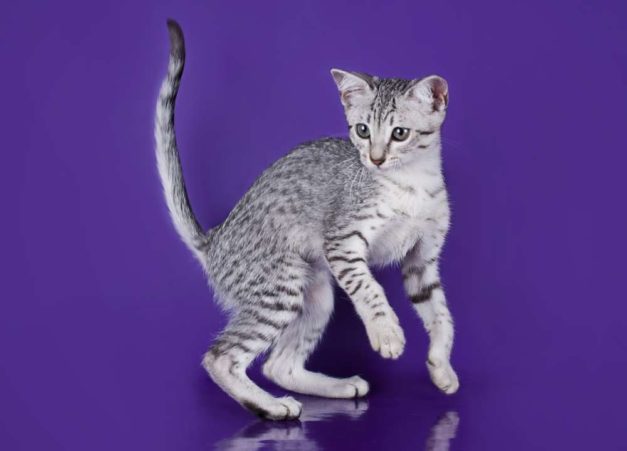 6 Incredible Egyptian Mau Colors & Patterns | Hepper Pet Resources