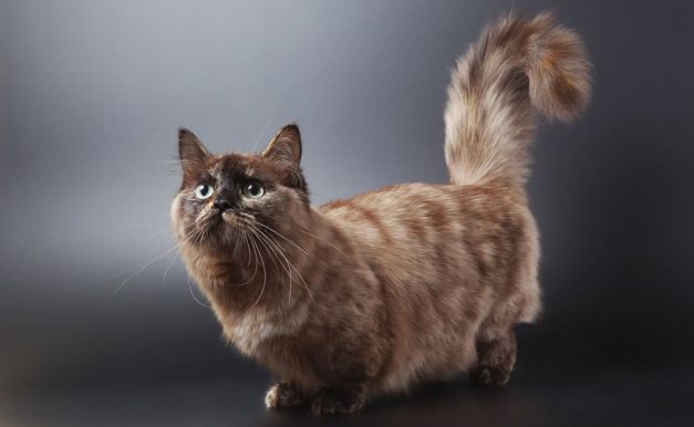 8 Munchkin Cat Breeds & Colors (With Info & Pictures) | Hepper Pet ...