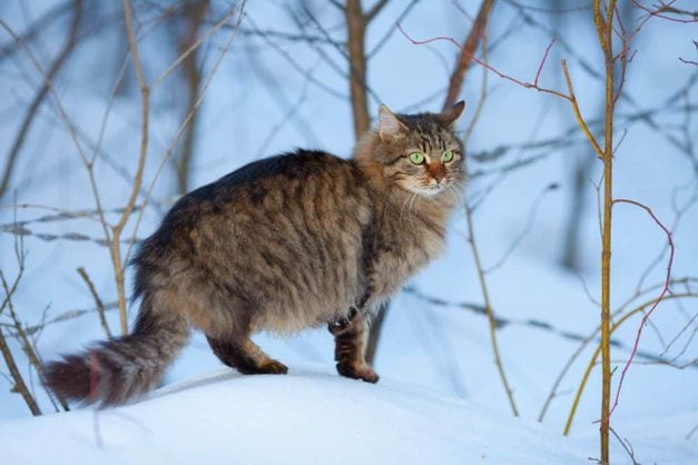 20 Popular Cat Breeds in India: Info, Pictures & Facts | Hepper Pet ...