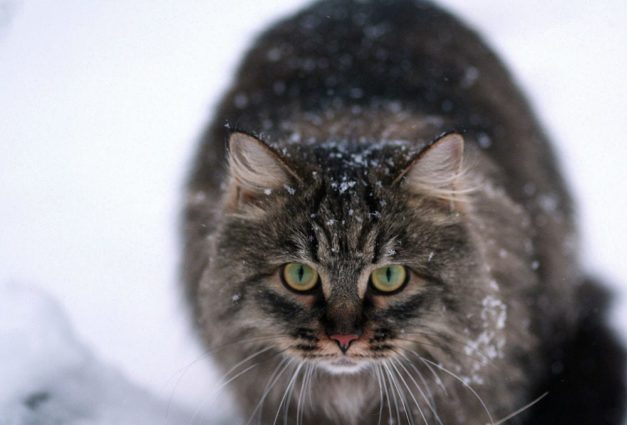 7 Signs Your Cat Is Protecting You: Feline Body-Language Decoded ...