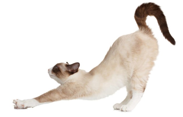 Why Are Cats So Flexible? Based on Science | Hepper Pet Resources