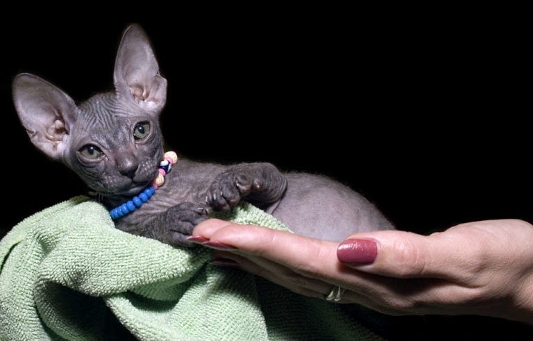 Sphynx Cat Grooming: Step-by-Step Vet-Approved Guide | Hepper Pet Resources