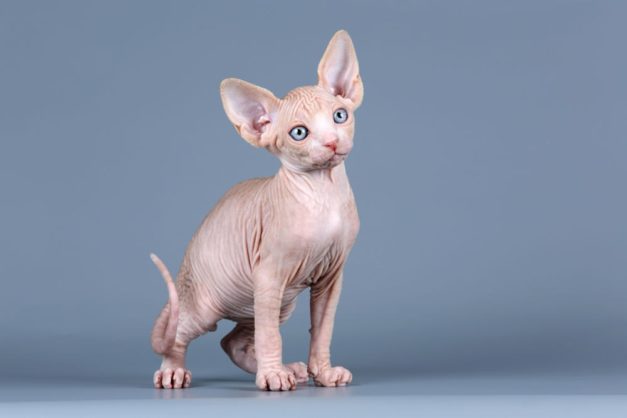 8 Sphynx Cat Colors: An Overview (With Pictures) | Hepper Pet Resources