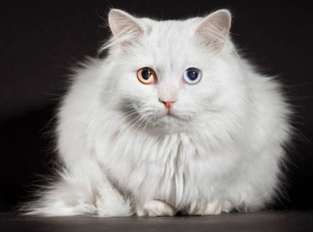 15 Beautiful Turkish Angora Colors & Patterns (With Pictures) | Hepper ...