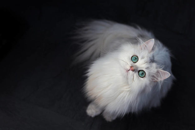 Why Your Cat Is Staring at the Ceiling: 6 Vet-Reviewed Reasons | Hepper ...