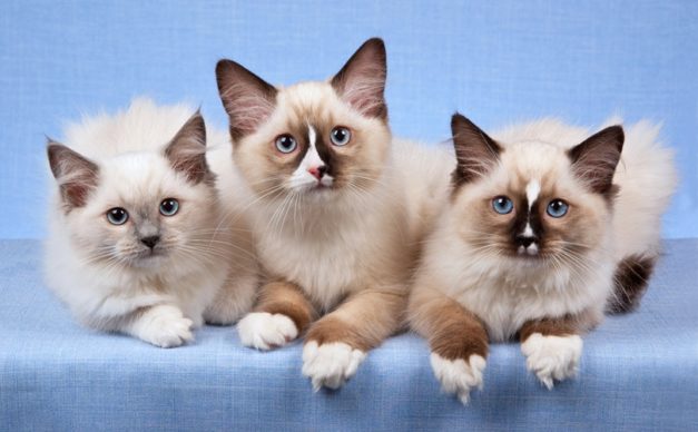 21 Medium-Sized Cat Breeds (With Info & Pictures) | Hepper Pet Resources