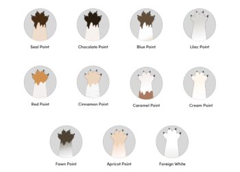 33 Siamese Cat Colors (With Color Chart) | Hepper Pet Resources