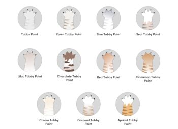 33 Siamese Cat Colors (With Color Chart) | Hepper Pet Resources