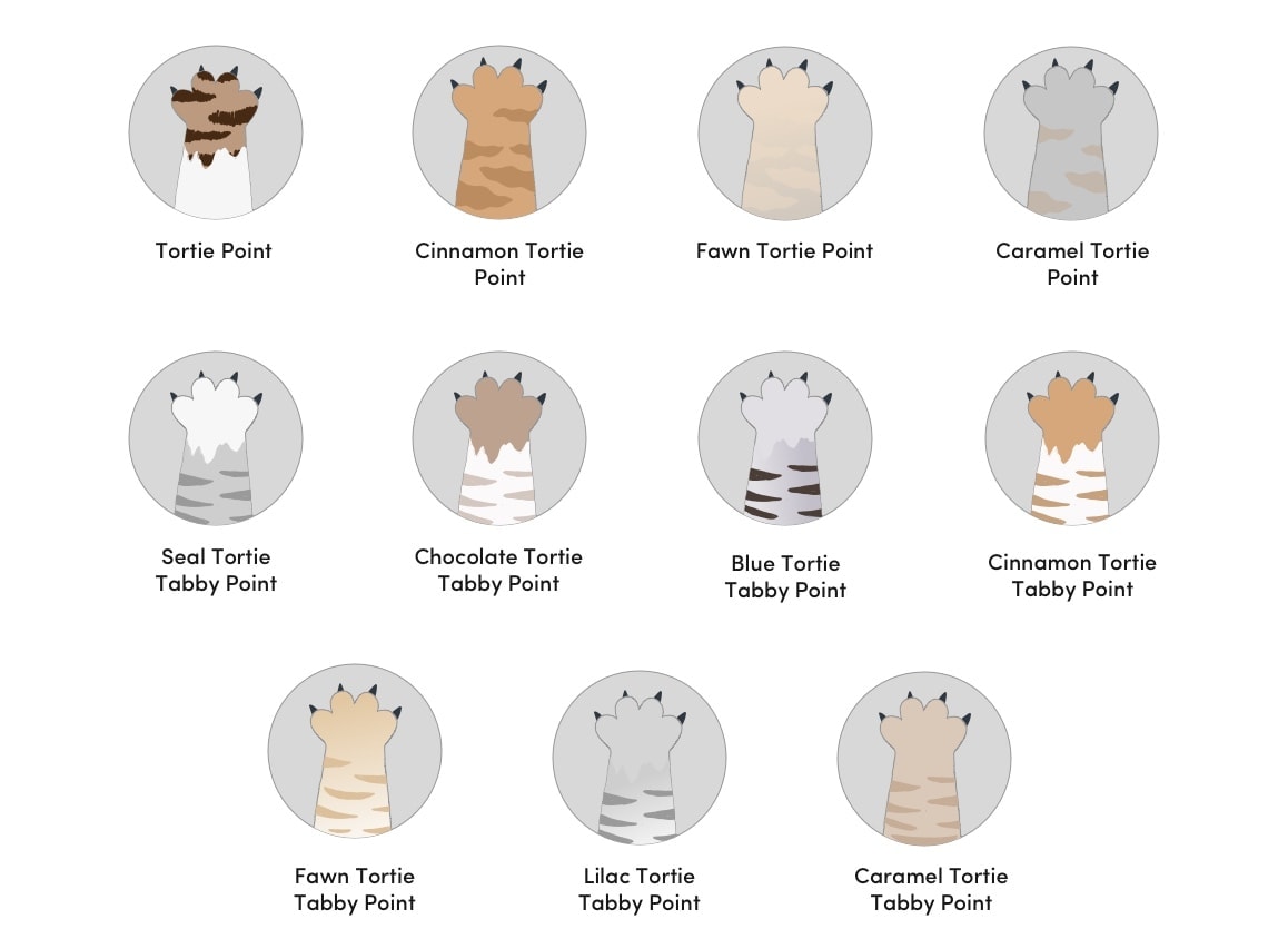 33 Siamese Cat Colors (With Color Chart) | Hepper Pet Resources