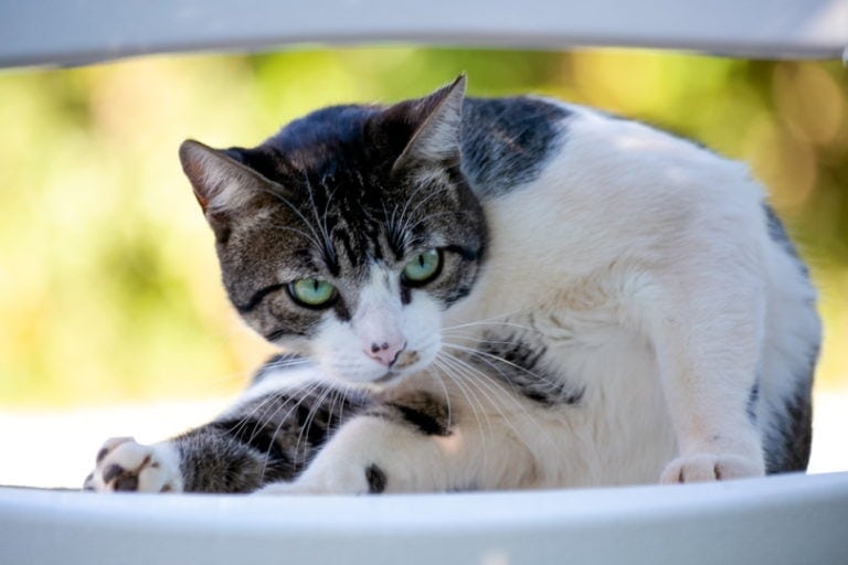 Cat Is Holding Their Paw Up When Sitting: 8 Vet-Reviewed Reasons Why ...