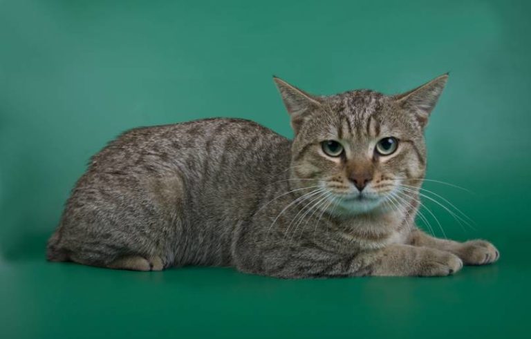 18 American Cat Breeds (With Info & Pictures) | Hepper Pet Resources