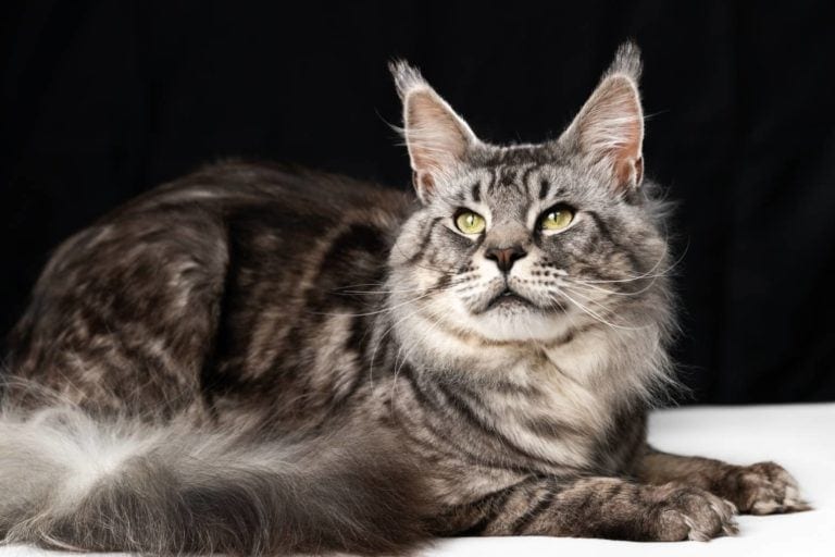 American Longhair Cat: Info, Pictures, Characteristics & Facts | Hepper ...
