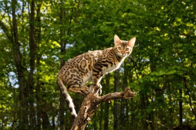 15 Cool Cat Breeds: Unique & Beautiful Cats (With Info & Pictures ...