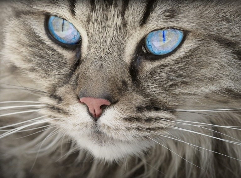 12 Cat Breeds With Blue Eyes (With Info & Pictures) | Hepper Pet Resources