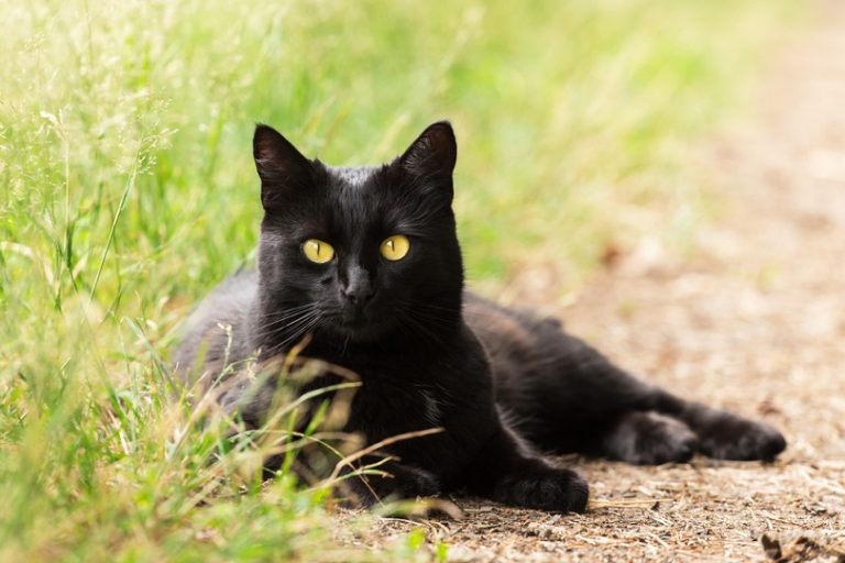 15 Black Cat Breeds: Fluffy, Long-haired, Shorthair & More (With Info ...