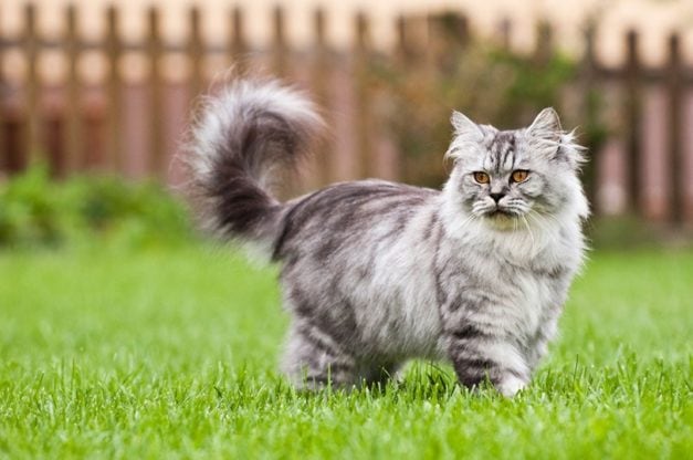 11 British Cat Breeds (With Info & Pictures) | Hepper Pet Resources