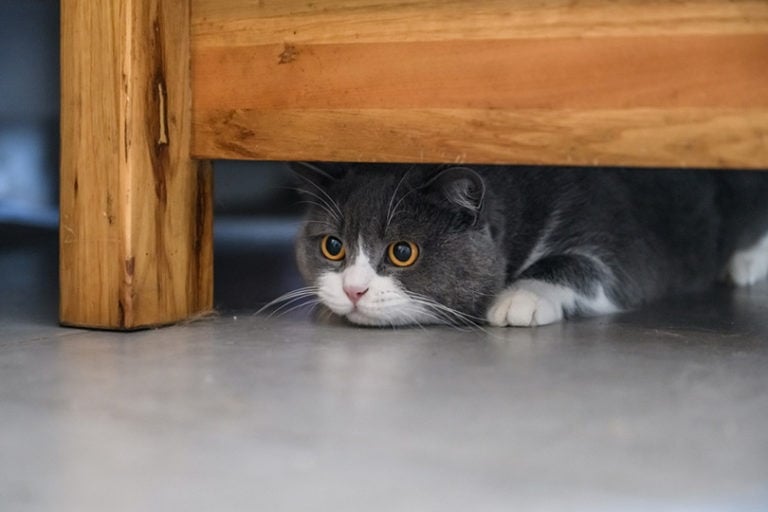 Why Is My Cat Hiding Suddenly? 5 Possible Reasons & How to Help ...