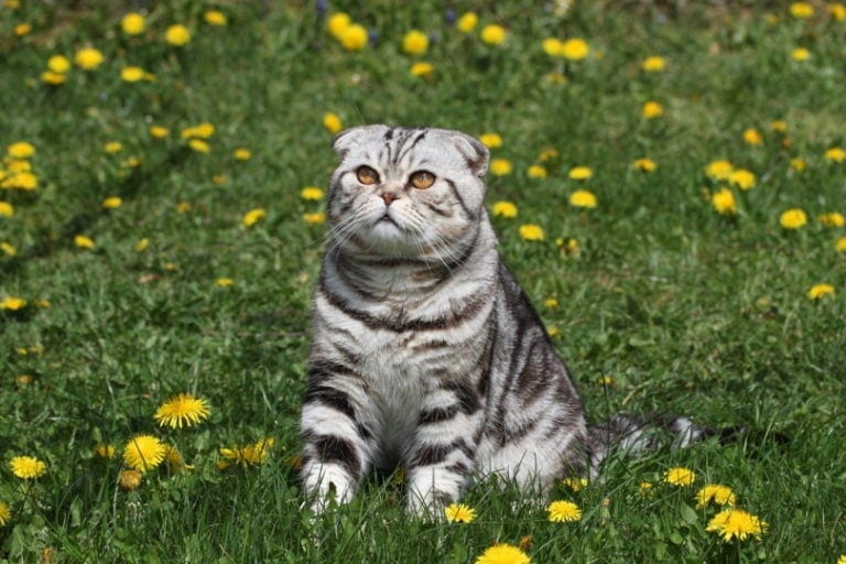 300+ Big Cat Names: Our Top Picks for Your Gigantic Cat | Hepper Pet ...