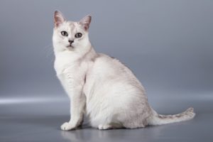 15 Hybrid Cat Breeds (With Info & Pictures) | Hepper Pet Resources