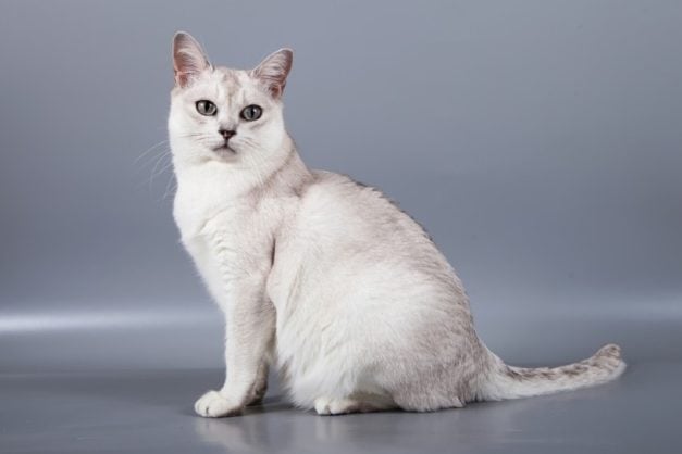 20 Most Popular Types of Mixed Cat Breeds (With Info & Pictures ...