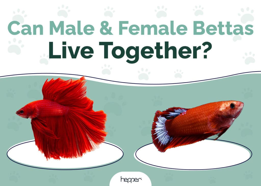 Can Male and Female Betta Fish Live Together? Vet-Verified Cohabitation Facts & Info | Hepper ...