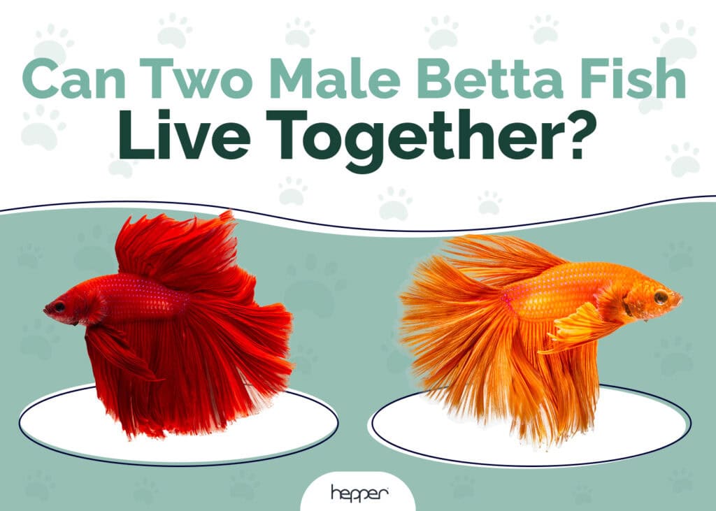 Can Two Male Betta Fish Live Together? Our Vet Explains | Hepper Pet ...