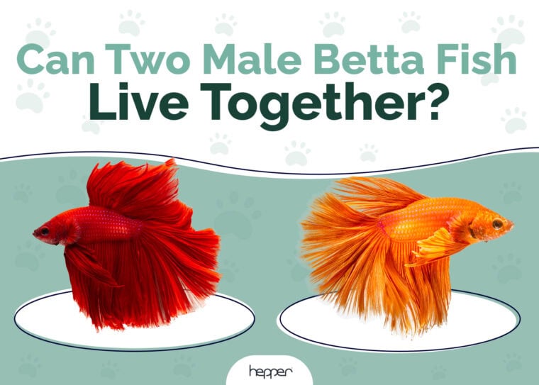 Can Two Male Betta Fish Live Together? Our Vet Explains | Hepper Pet ...