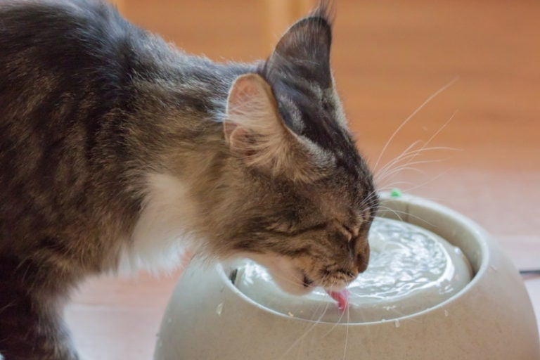 3 Best Types of Waters for Cats: The Safest Options to Drink | Hepper ...