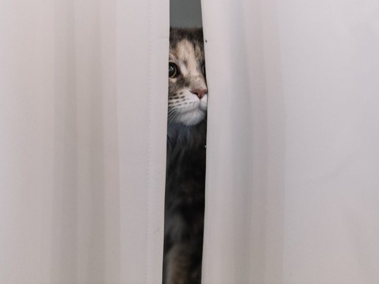 Why Is My Cat Hiding Suddenly? 5 Possible Reasons & How to Help ...