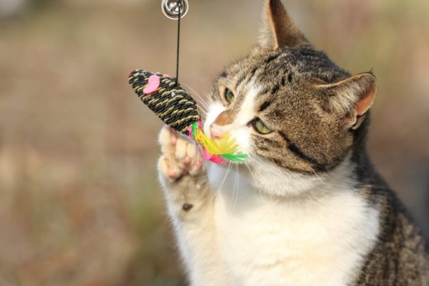 15 DIY Cat Toys You Can Make Today (With Pictures) | Hepper Pet Resources