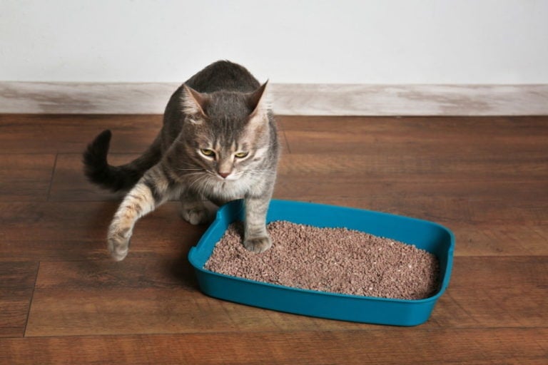 My Cat Is Scratching Their Litter Box Excessively: 8 Reasons & How to ...
