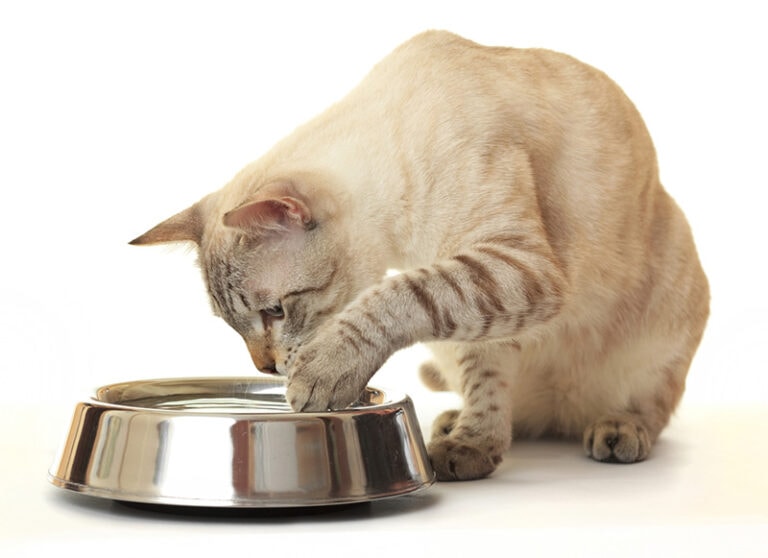 Can Cats Drink Tea? Vet-Approved Facts & Safety Guide | Hepper Pet ...