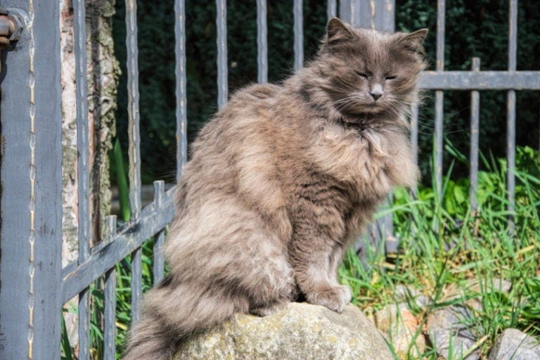 20 Calm Cat Breeds (With Info & Pictures) | Hepper Pet Resources