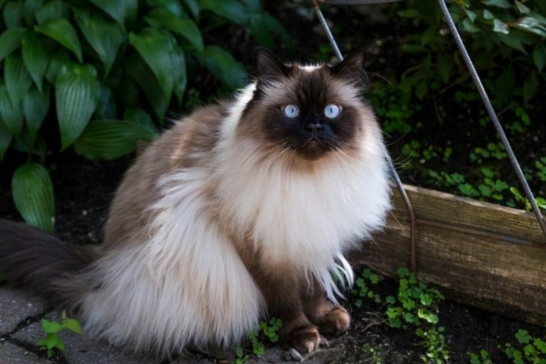 20 Long-Haired Cat Breeds With Luscious Locks (With Info & Pictures ...