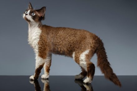 Devon Rex Cat Breed: Info, Pictures, Care, Traits & Facts | Hepper Pet ...