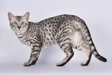 15 Fastest Cats in the World & Their Achievements (Updated in 2025 ...