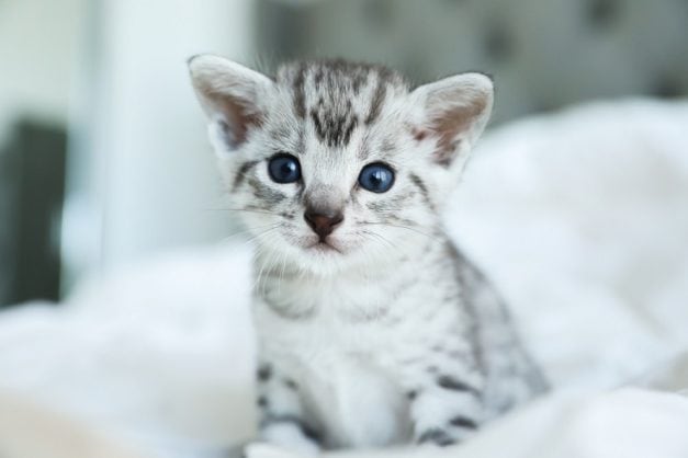 6 Incredible Egyptian Mau Colors & Patterns | Hepper Pet Resources
