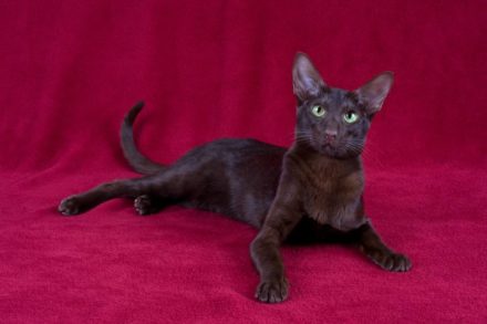 9 Brown Cat Breeds (With Info & Pictures) | Hepper Pet Resources