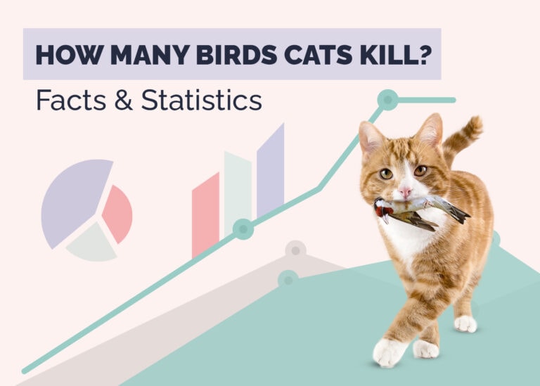 9 Surprising Feral Cats Statistics in the US (2025 Update) | Hepper Pet ...