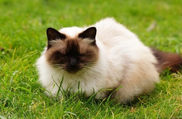 Himalayan Cat Breed: Info, Pictures, Care, Traits & Facts | Hepper Pet ...