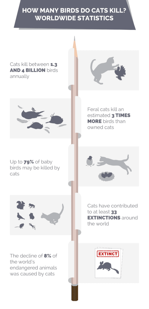 How Many Birds Do Cats Kill? Statistics & Facts (2025 Update) | Hepper ...