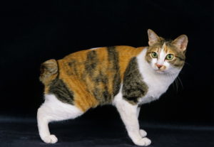 10 Short Tail Cat Breeds (With Info & Pictures) | Hepper Pet Resources