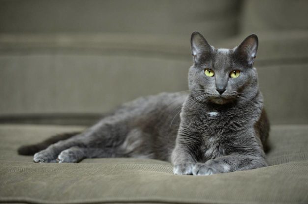 10 Blue Colored Cat Breeds (With Info & Pictures) | Hepper Pet Resources