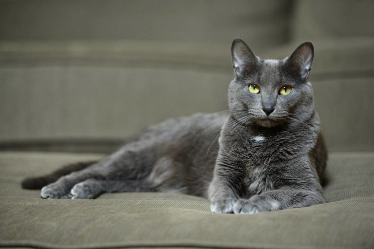 10 Blue Colored Cat Breeds (With Info & Pictures) | Hepper Pet Resources