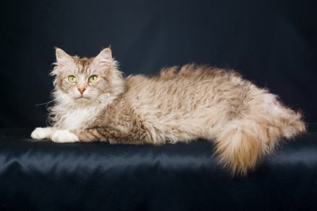 12 Ugly Cat Breeds (That We Still Love): Info, Pictures, Traits, & More ...