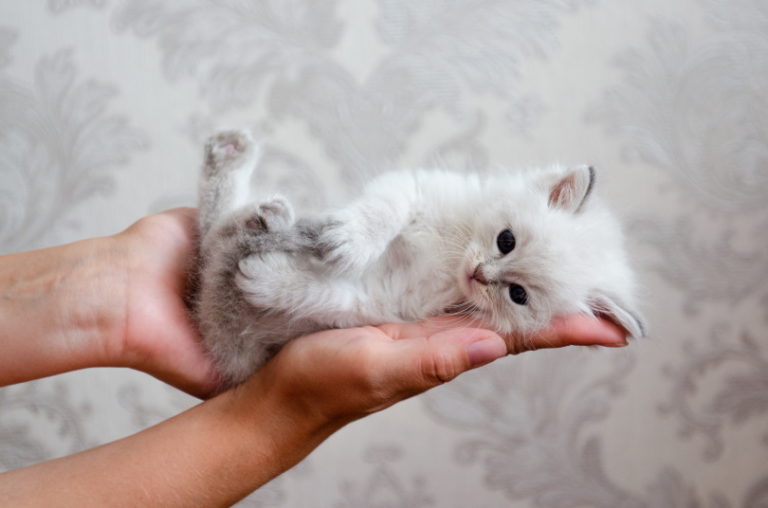 Neva Masquerade Cat Breed: Info, Pictures, Characteristics & Facts ...