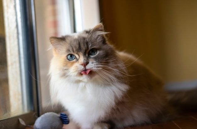 17 Smallest Cat Breeds: Felines That Stay Little (with Info & Pictures ...